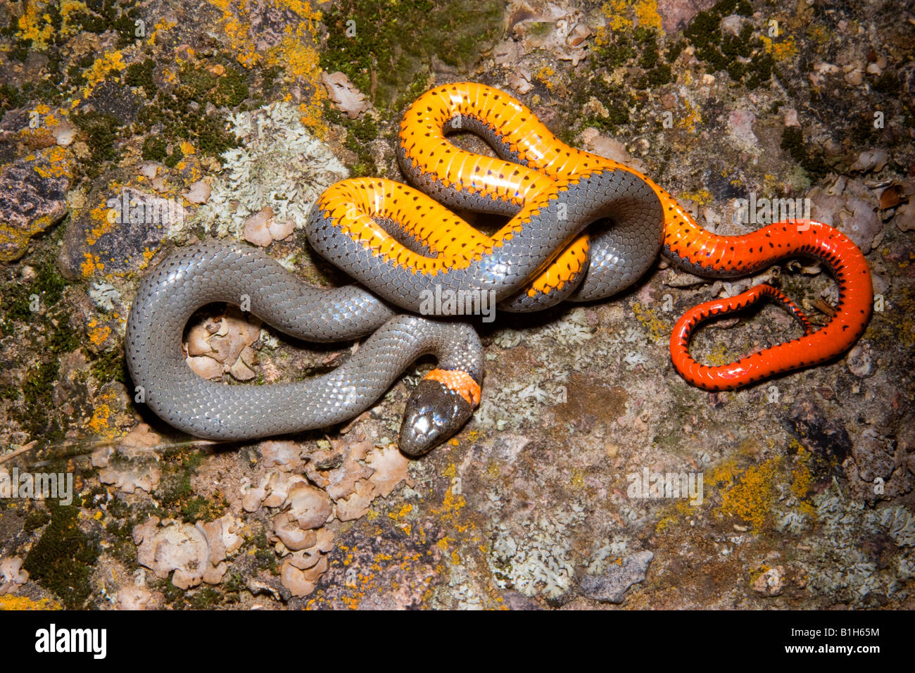 High angle view of a Western Ringneck snake (Diadophis punctatus Stock ...