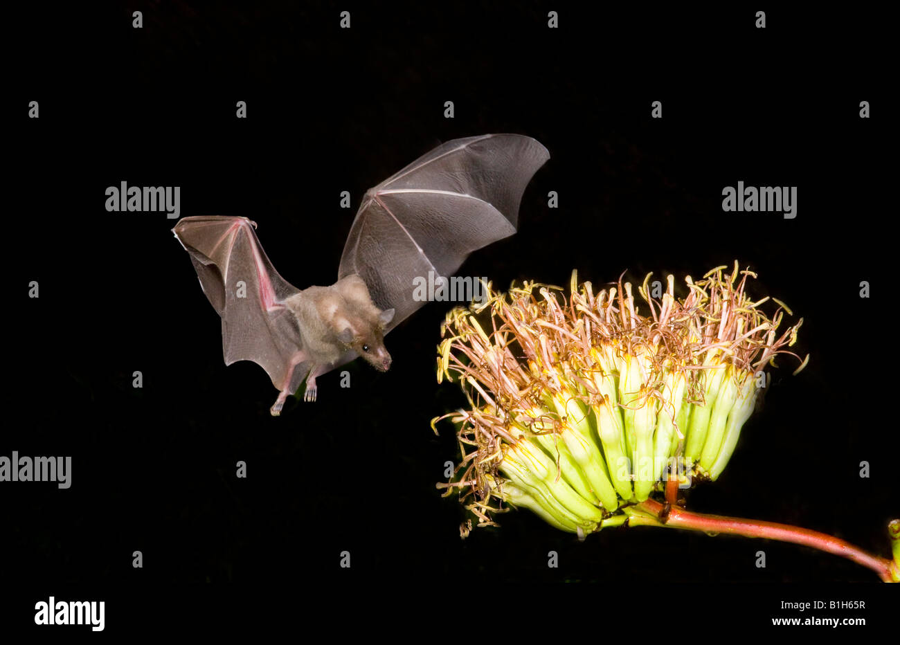 Lesser long nosed bat hi-res stock photography and images - Alamy