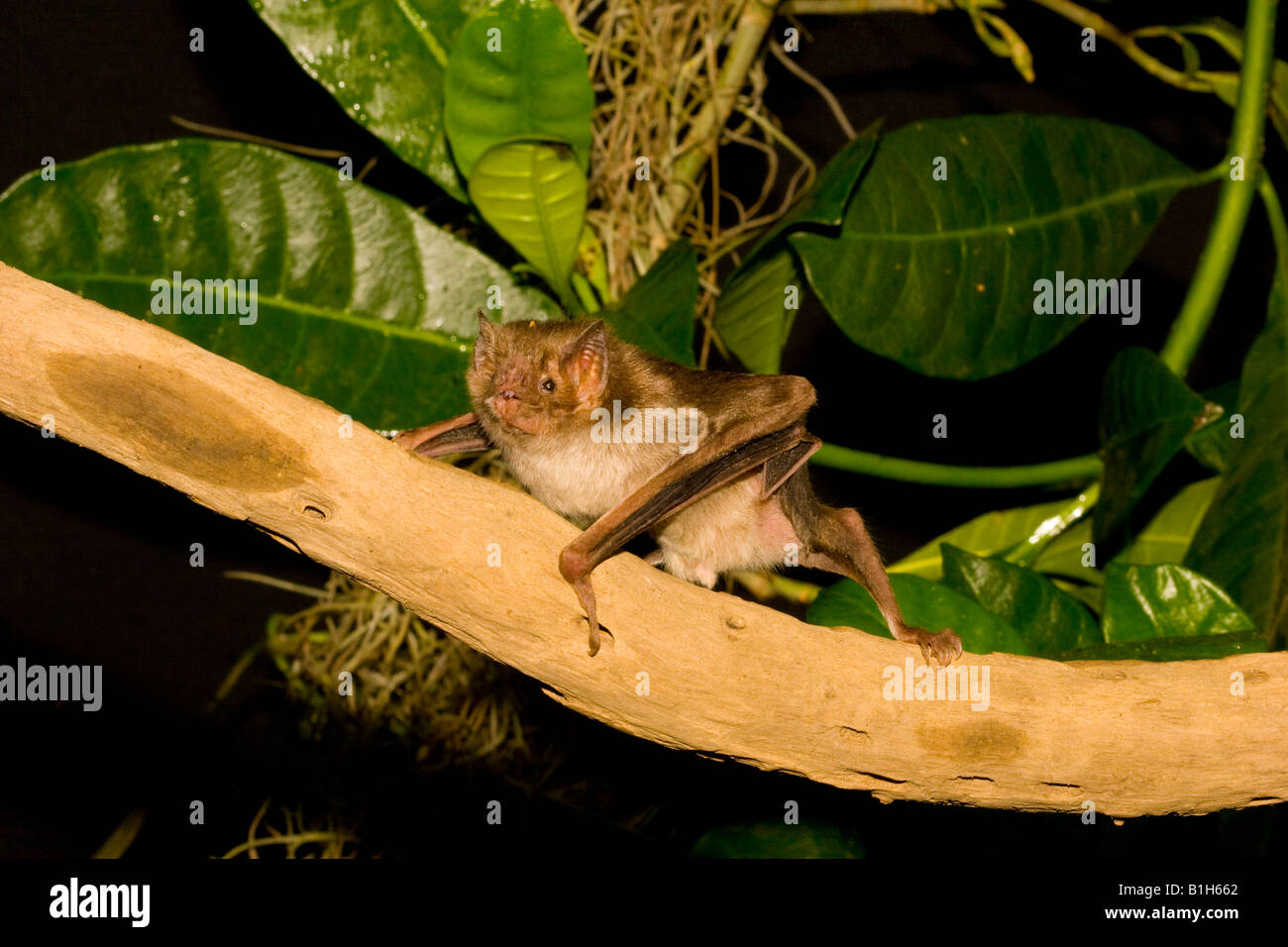 Vampire bat desmodus rotundus hi-res stock photography and images - Alamy