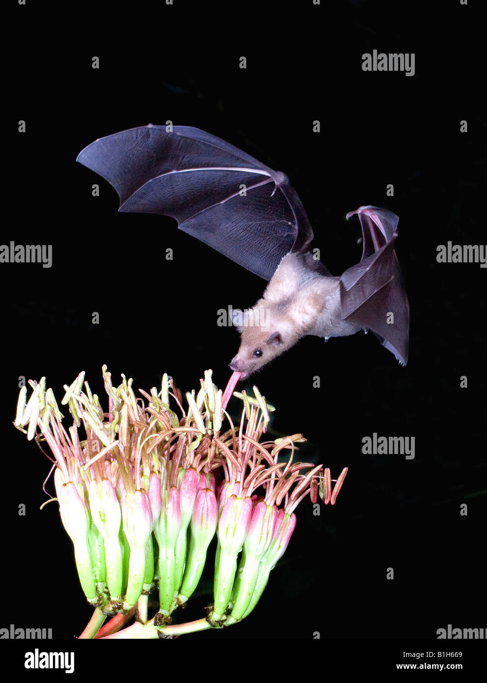 Lesser Long Nosed Bat High Resolution Stock Photography and Images - Alamy