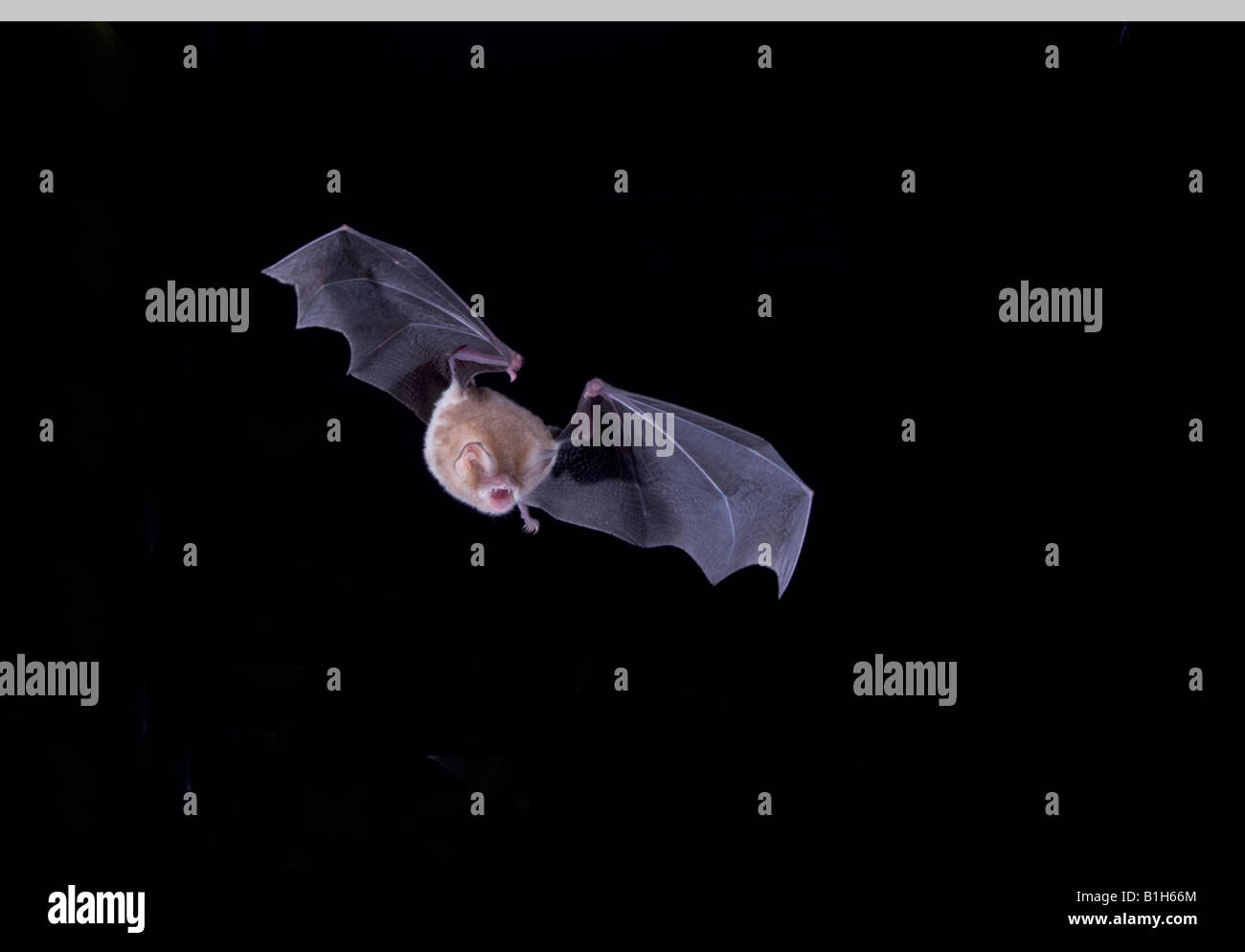 Mexican funnel eared bat hi-res stock photography and images - Alamy