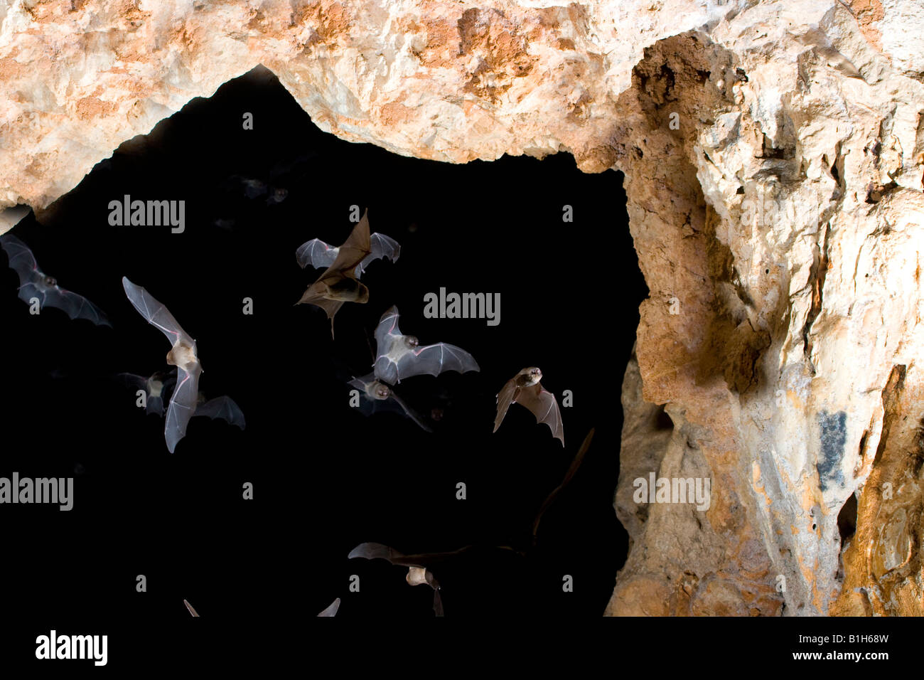 Ghost bat cave hi-res stock photography and images - Alamy