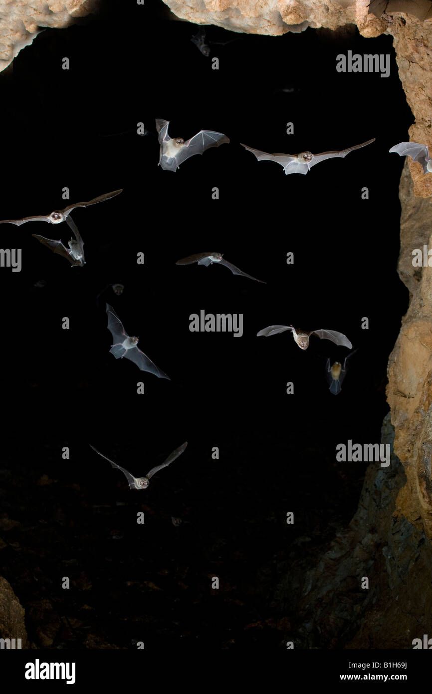 Ghost-Faced bats (Mormoops megalophylla) in a cave, Nuevo Leon, Mexico ...