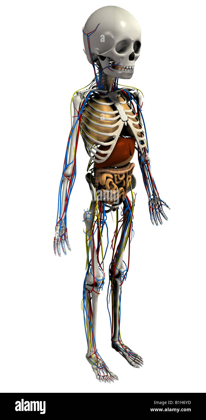 anatomy skeleton with organs Stock Photo - Alamy