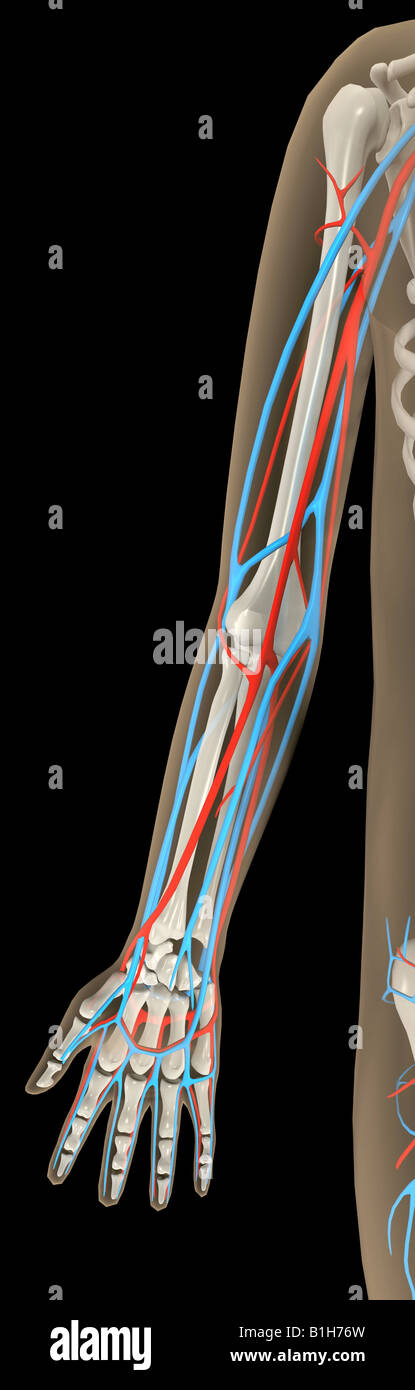 Hand anatomie illustration hi-res stock photography and images - Alamy
