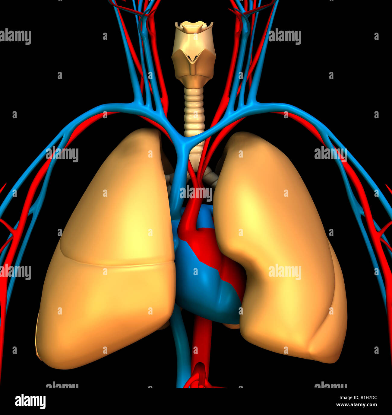 anatomy circulation heart lungs Stock Photo - Alamy
