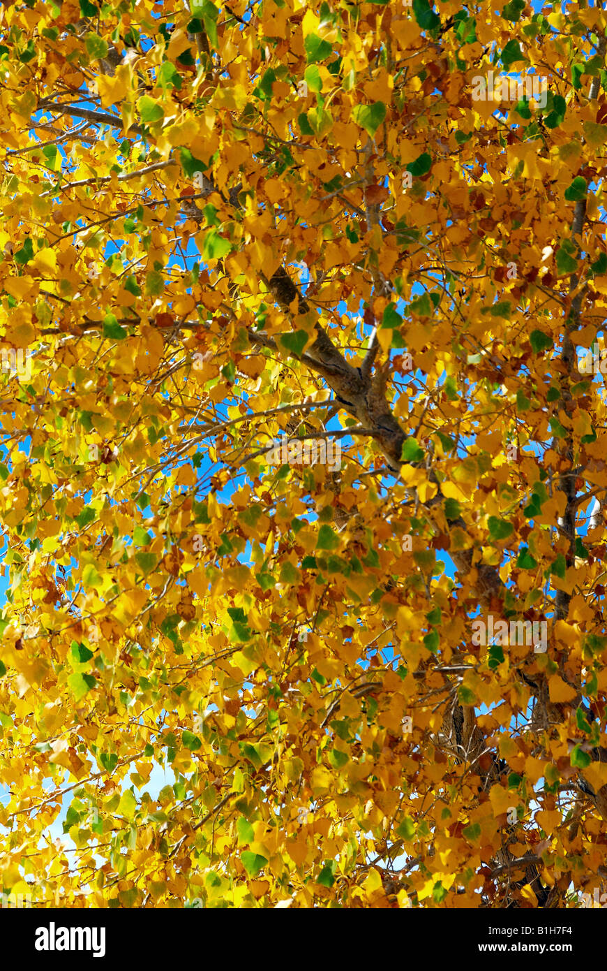 Low angle view of a cottonwood tree, Boysen State Park, Wyoming, USA ...