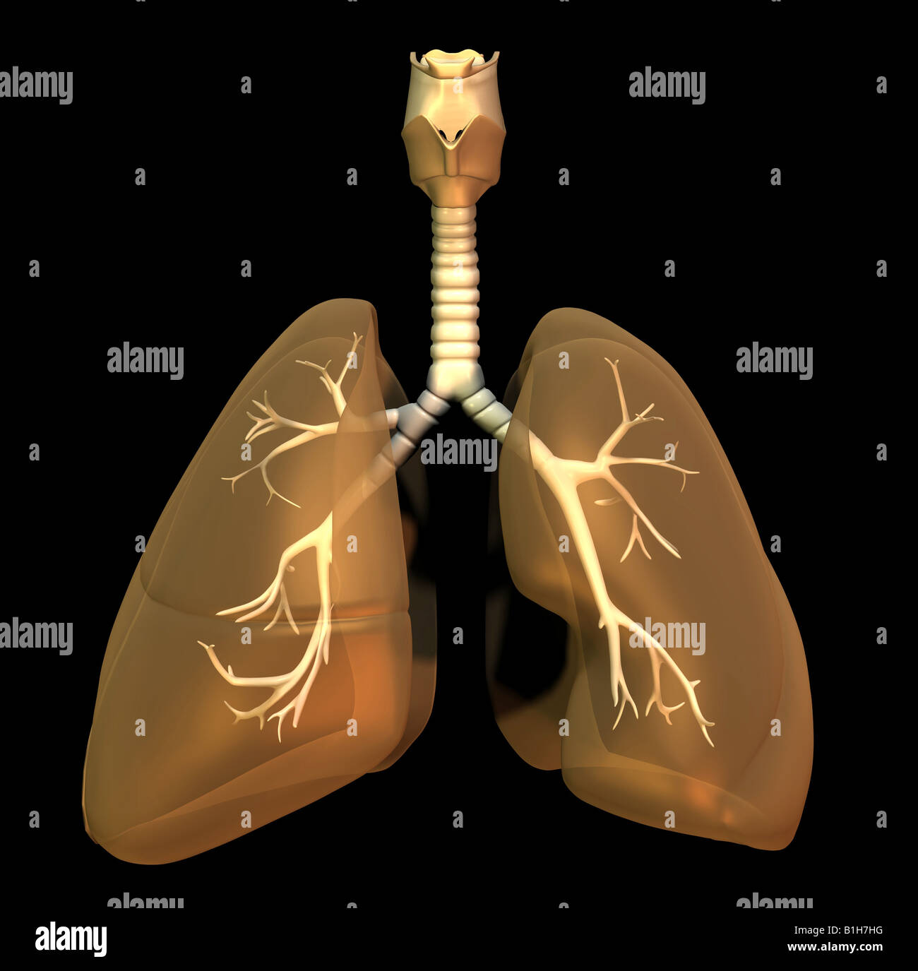 Human lung anatomie hi-res stock photography and images - Alamy