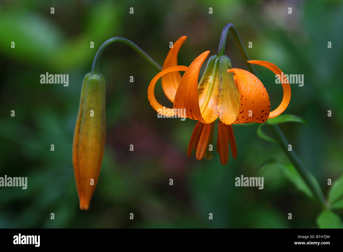 Close-up of Tiger Lilies (Lilium lancifolium Stock Photo - Alamy