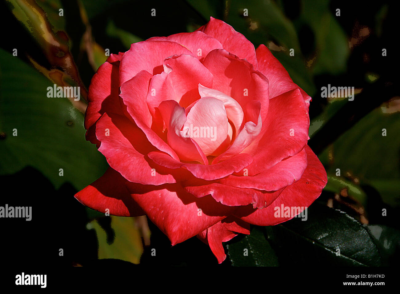@a red rose hi-res stock photography and images - Alamy