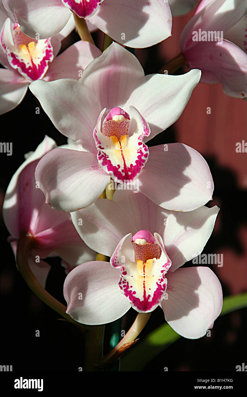 Close-up of Orchid (Cymbidium sp) flowers Stock Photo - Alamy