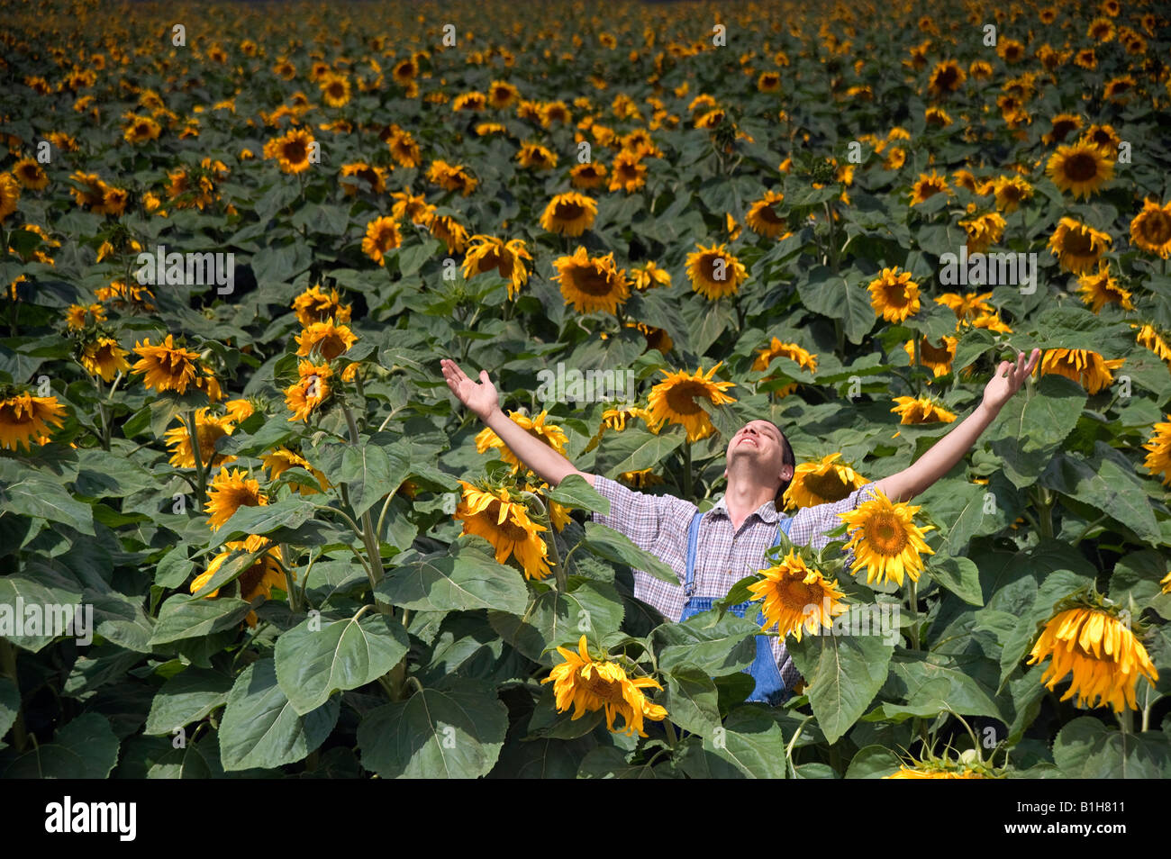 farmer standing in a sunflower field with his arms spread out Stock ...