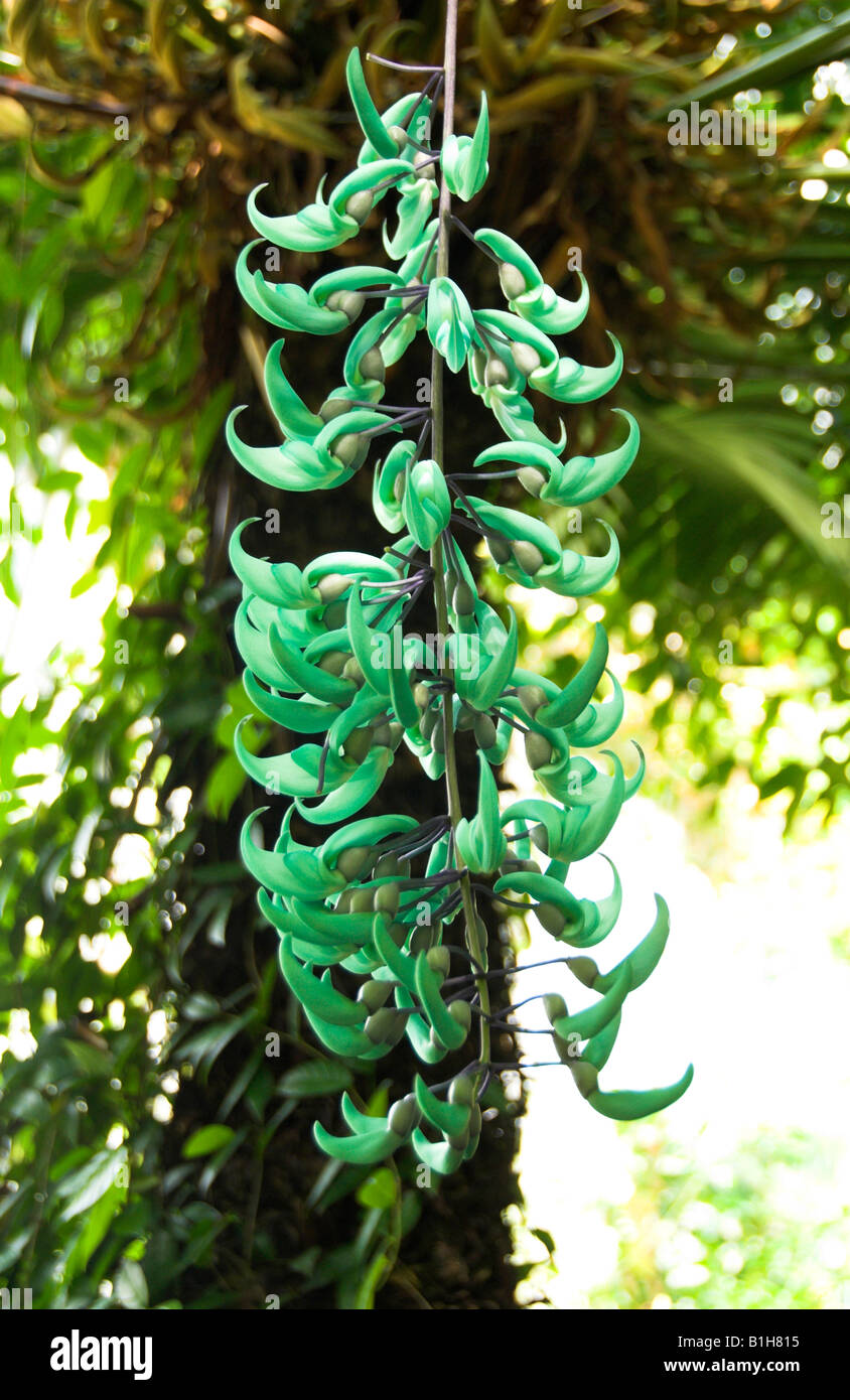 Strange vine hi-res stock photography and images - Alamy