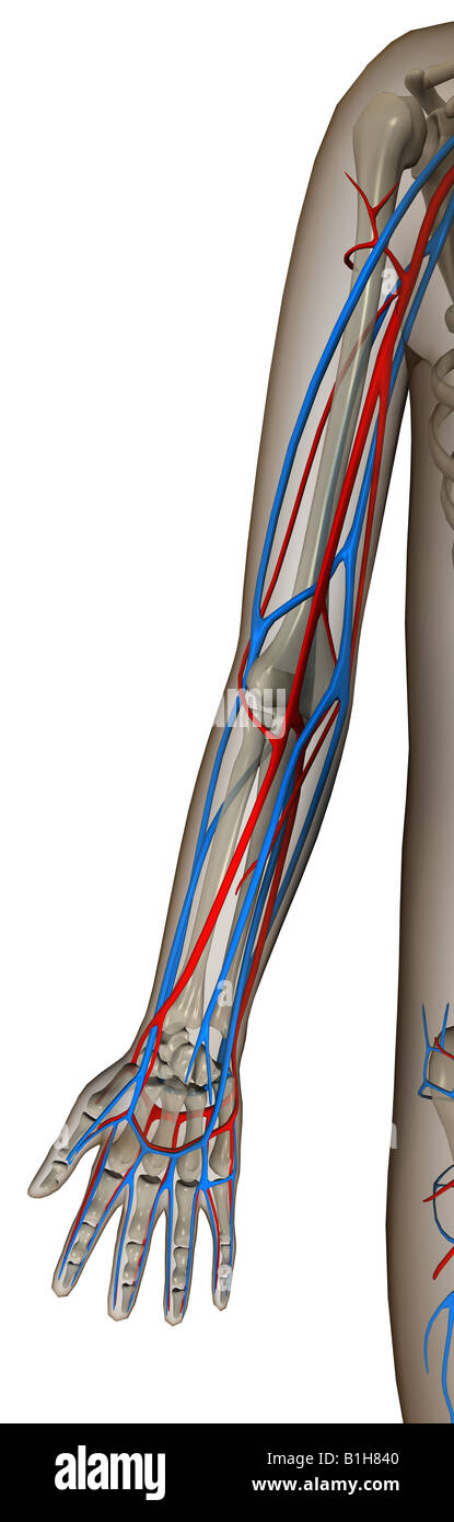 Hand anatomie illustration hi-res stock photography and images - Alamy