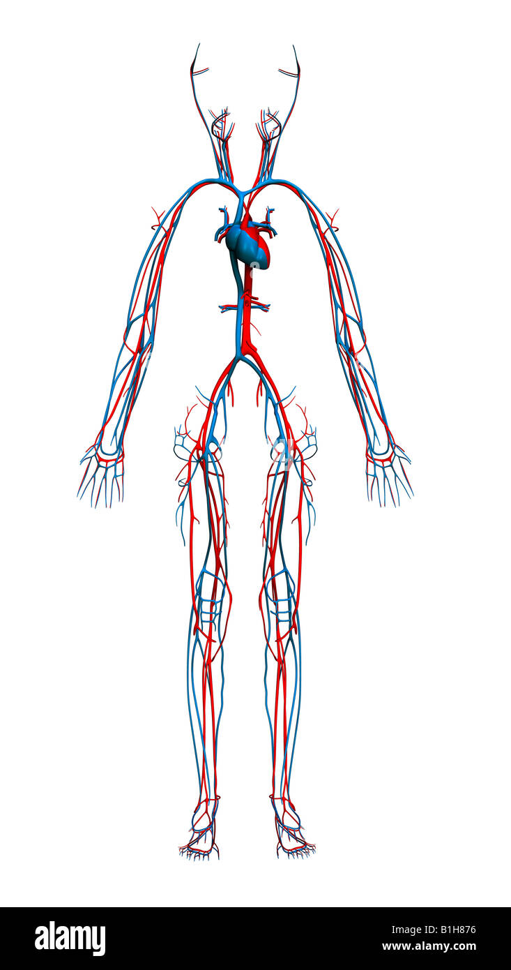anatomy circulation heart Stock Photo - Alamy