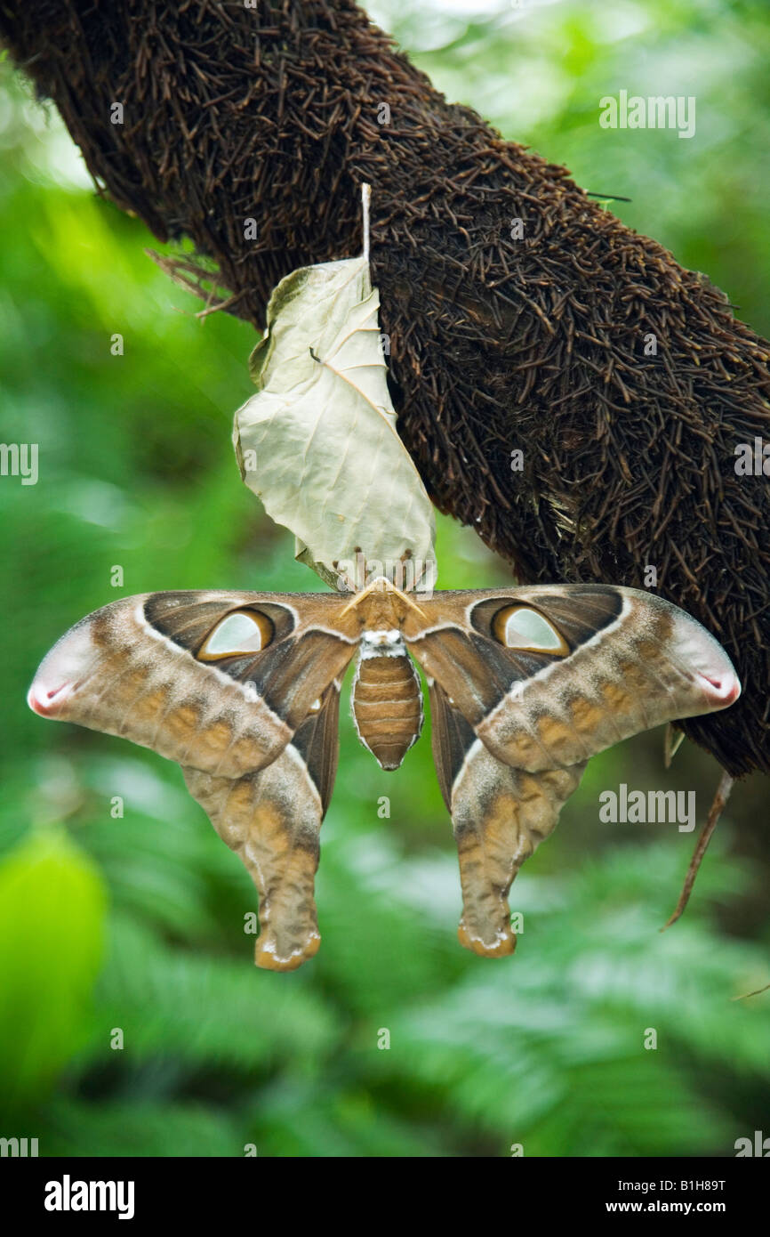 Coscinocera hercules hi-res stock photography and images - Alamy