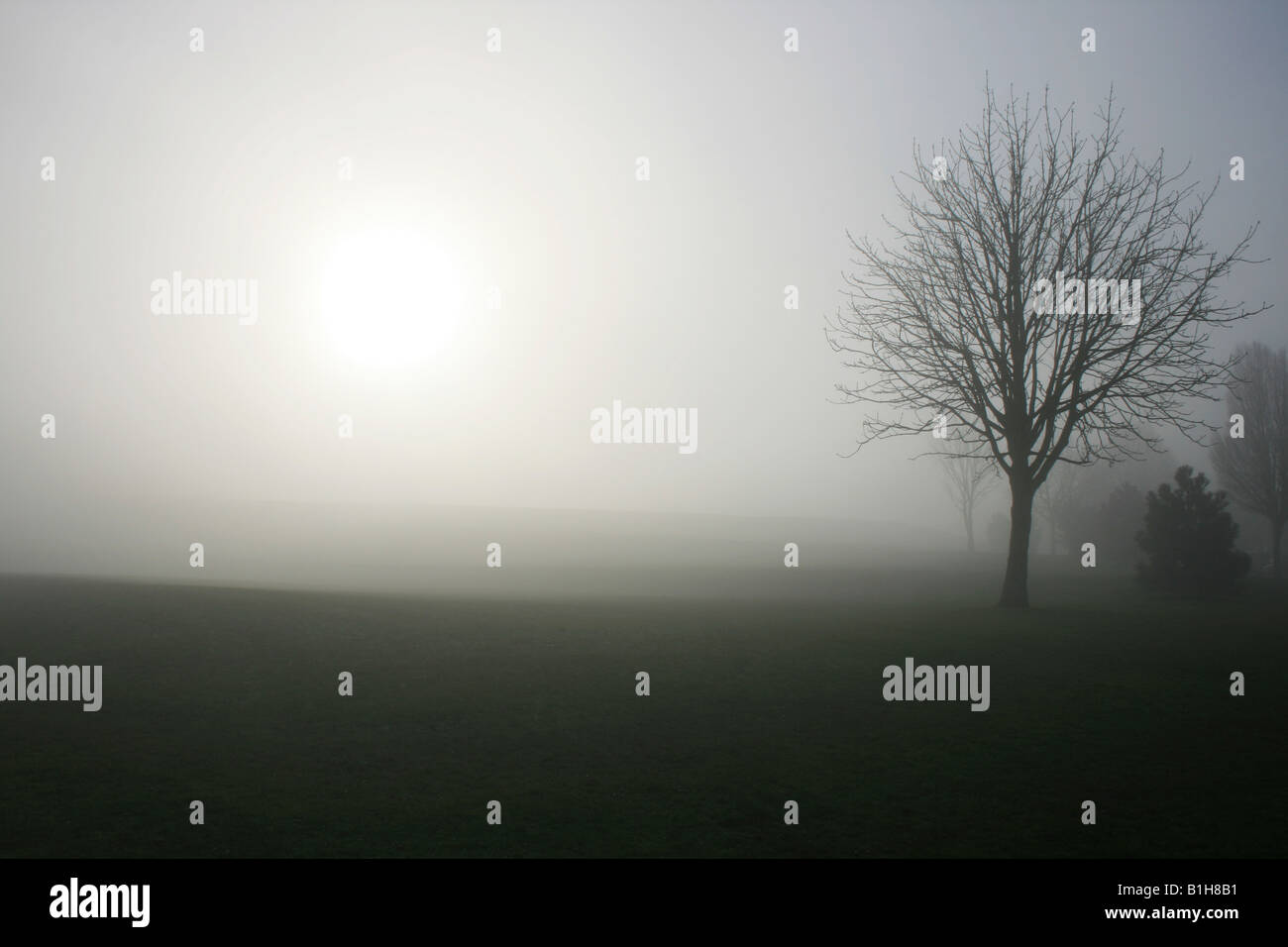Tree in a park on a foggy morning Stock Photo - Alamy