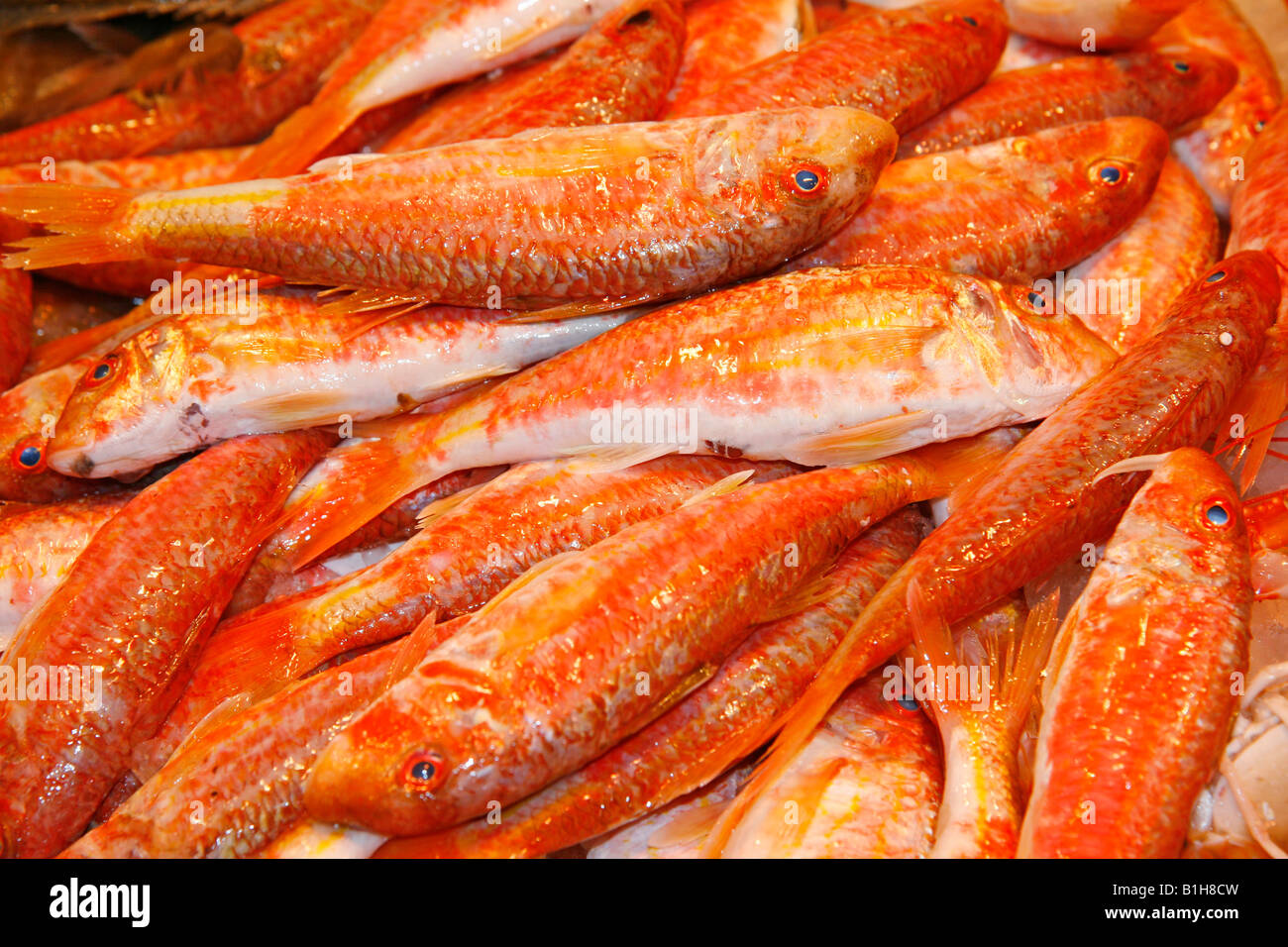 Red mullets Mullus sp Stock Photo - Alamy