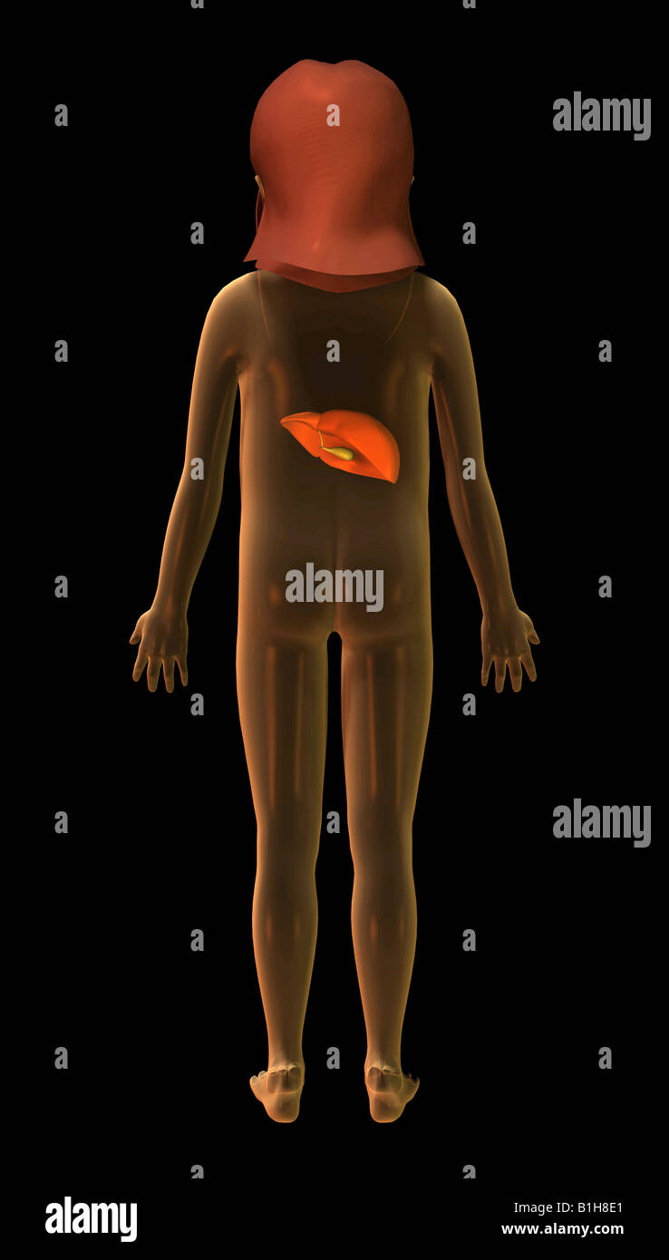 Female liver anatomy hi-res stock photography and images - Alamy