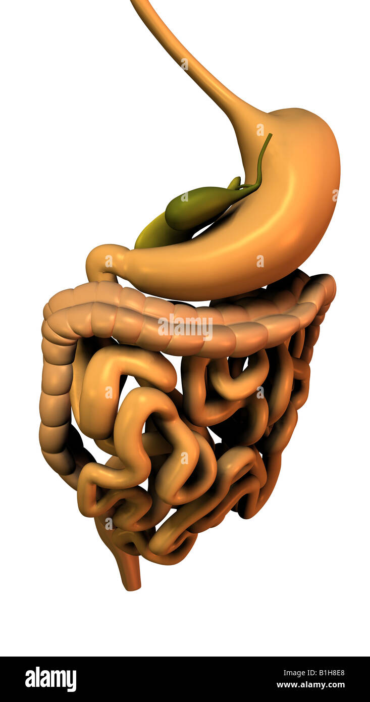 anatomy digestion pancreas gallbladder Stock Photo - Alamy anatomy digestion pancreas gallbladder Stock Photo - Alamy