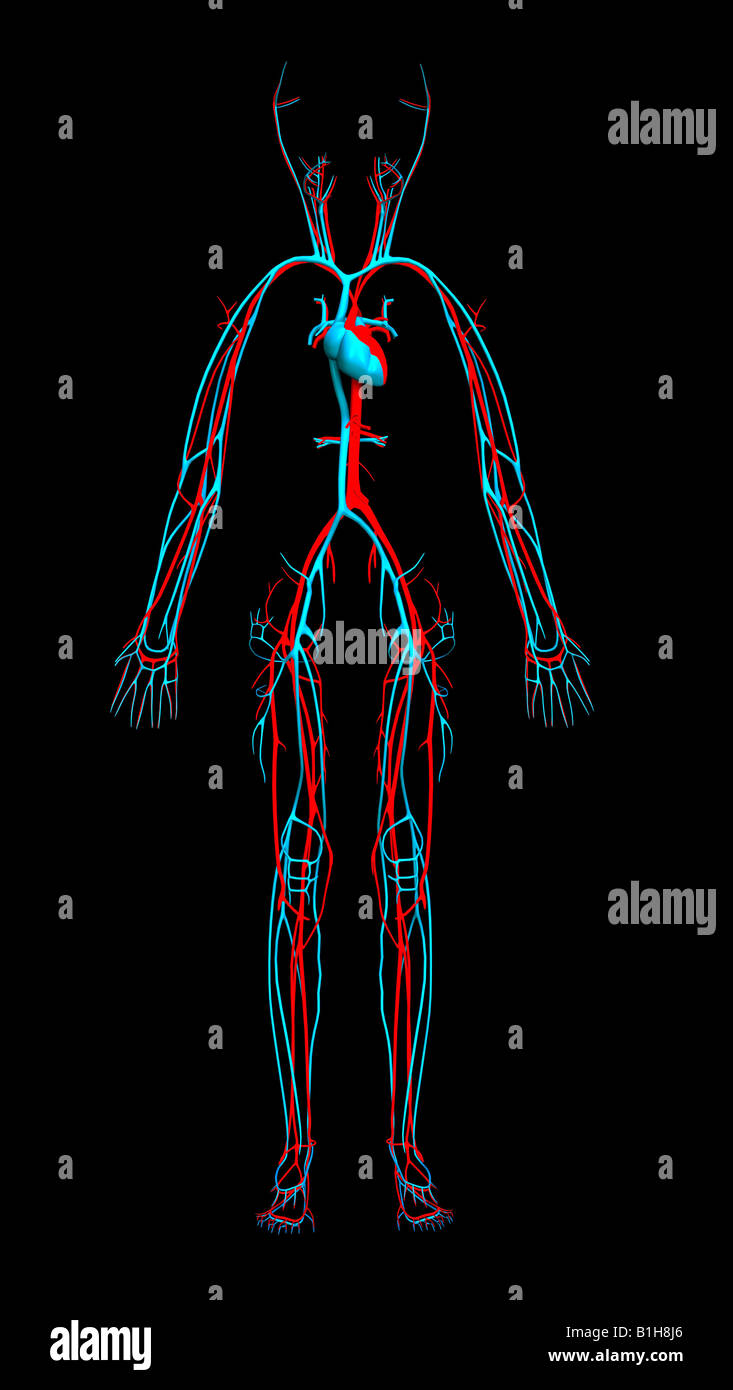 anatomy circulation heart Stock Photo - Alamy