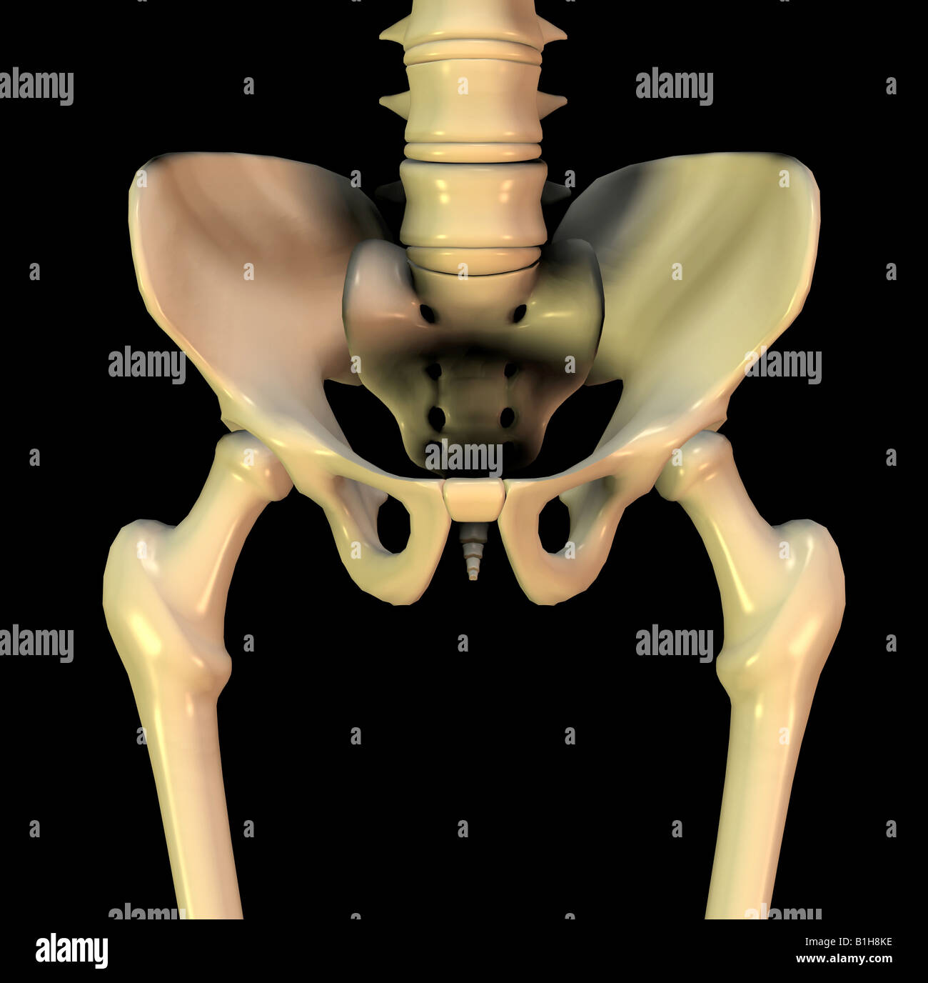 Pelvic bones hi-res stock photography and images - Alamy