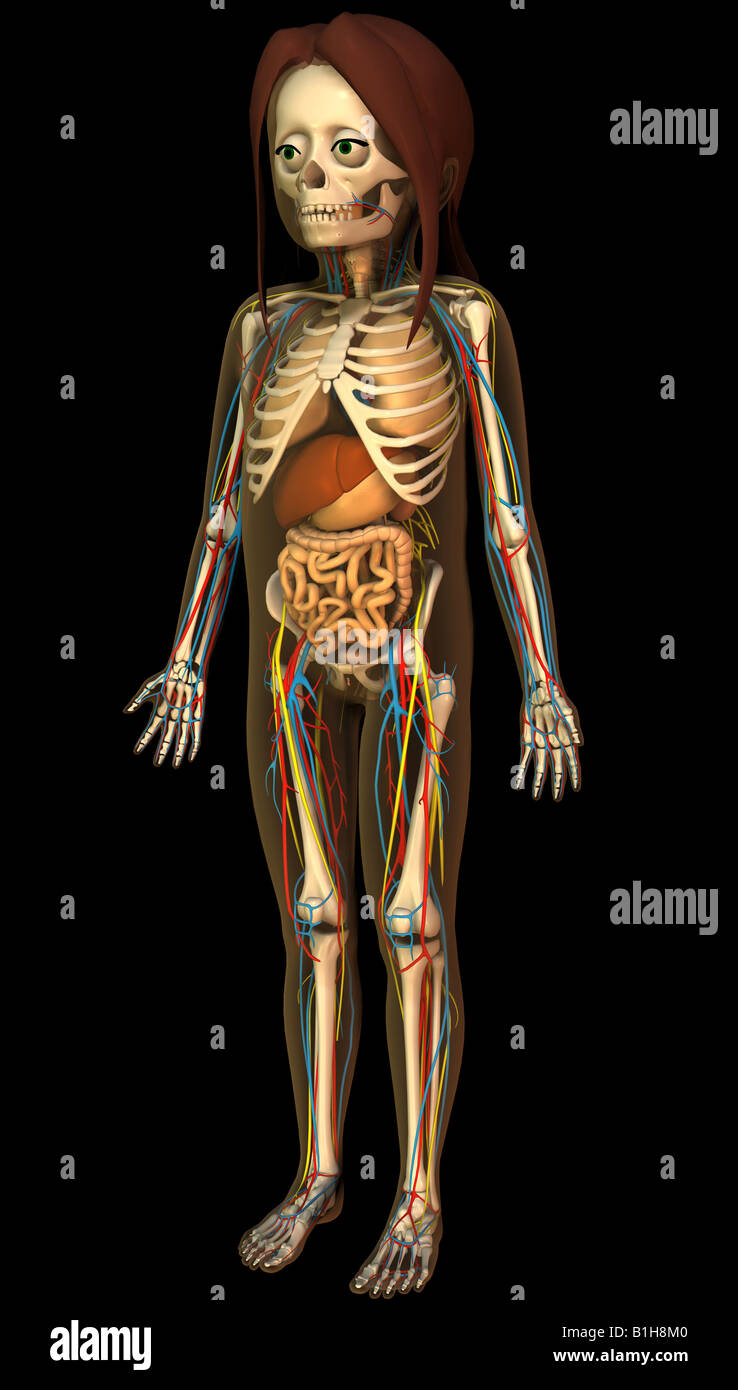 anatomy skeleton with organs Stock Photo - Alamy