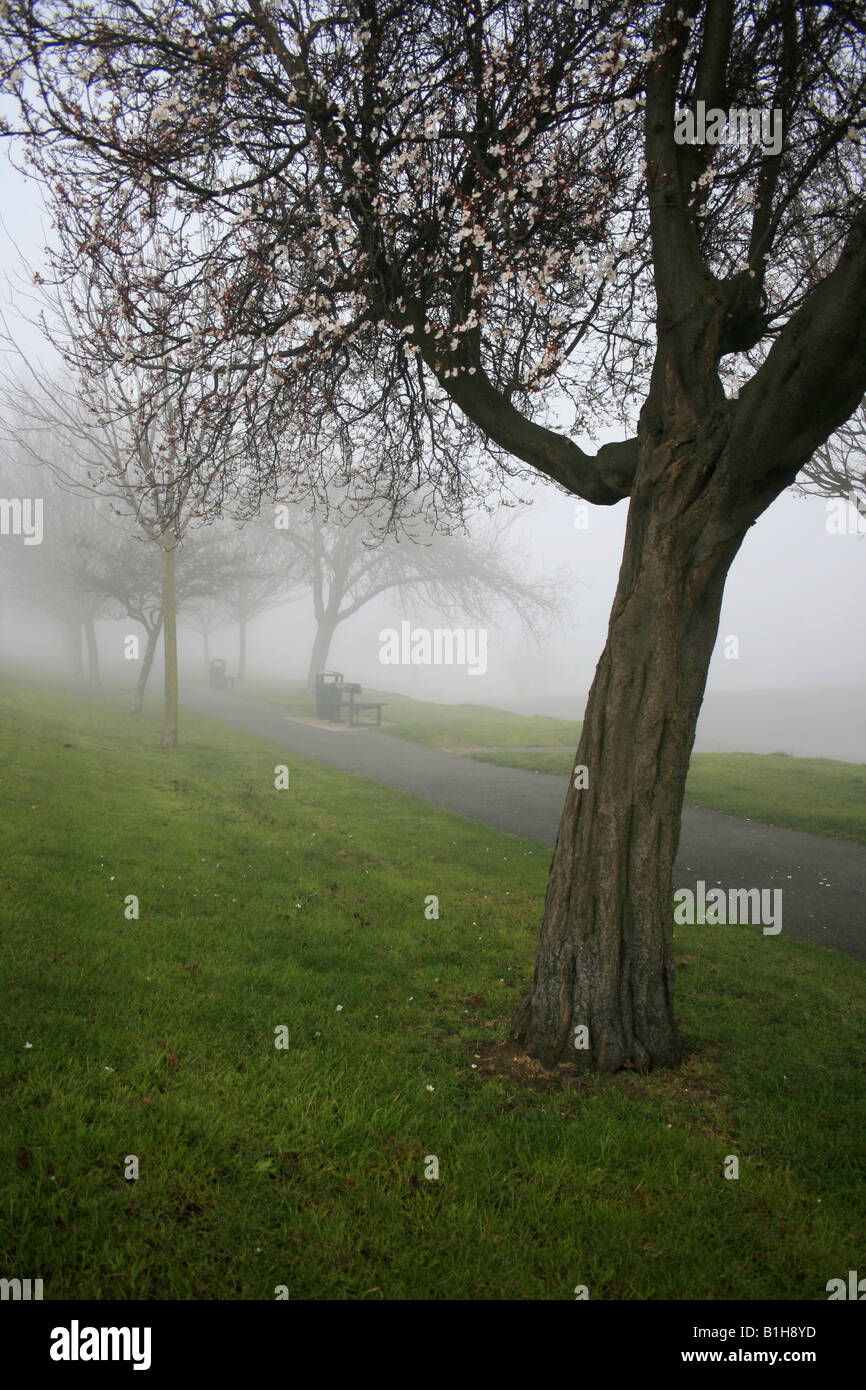 Foggy morning in the park hi-res stock photography and images - Alamy