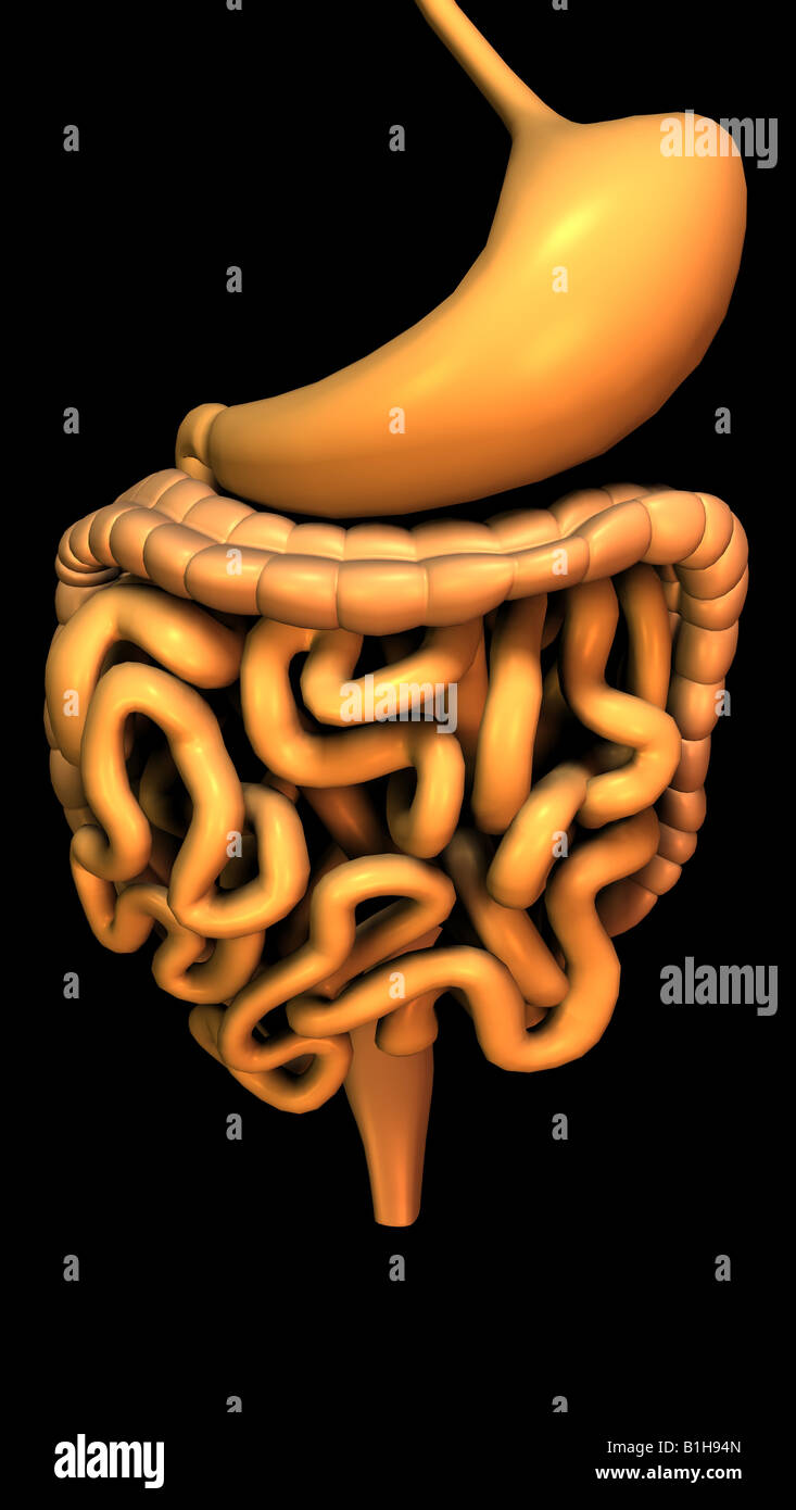 Alimentary Canal Human Stock Photos & Alimentary Canal Human Stock ...