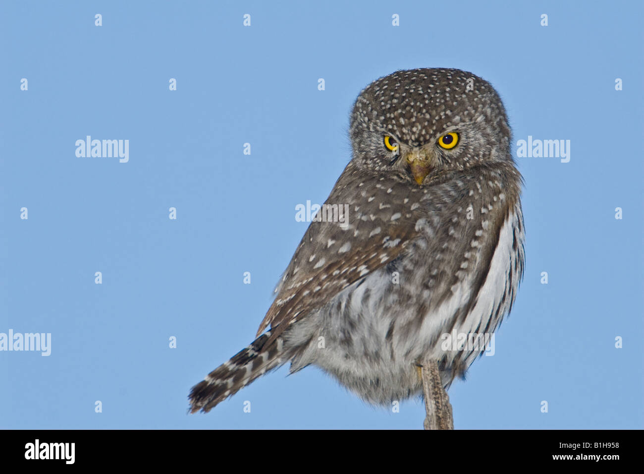 Northern pygmy owl hunt hi-res stock photography and images - Alamy