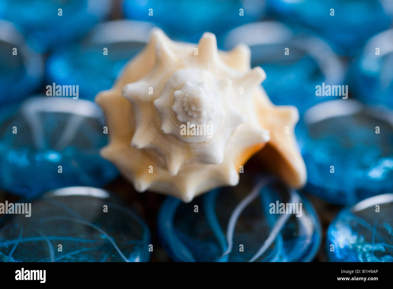 Detail of a seashell Stock Photo - Alamy
