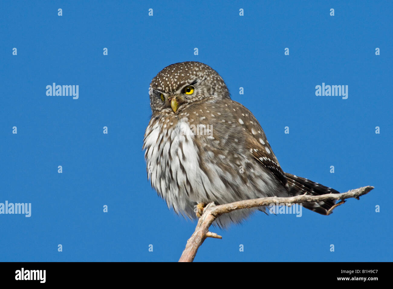 Northern pygmy owl Stock Photo - Alamy