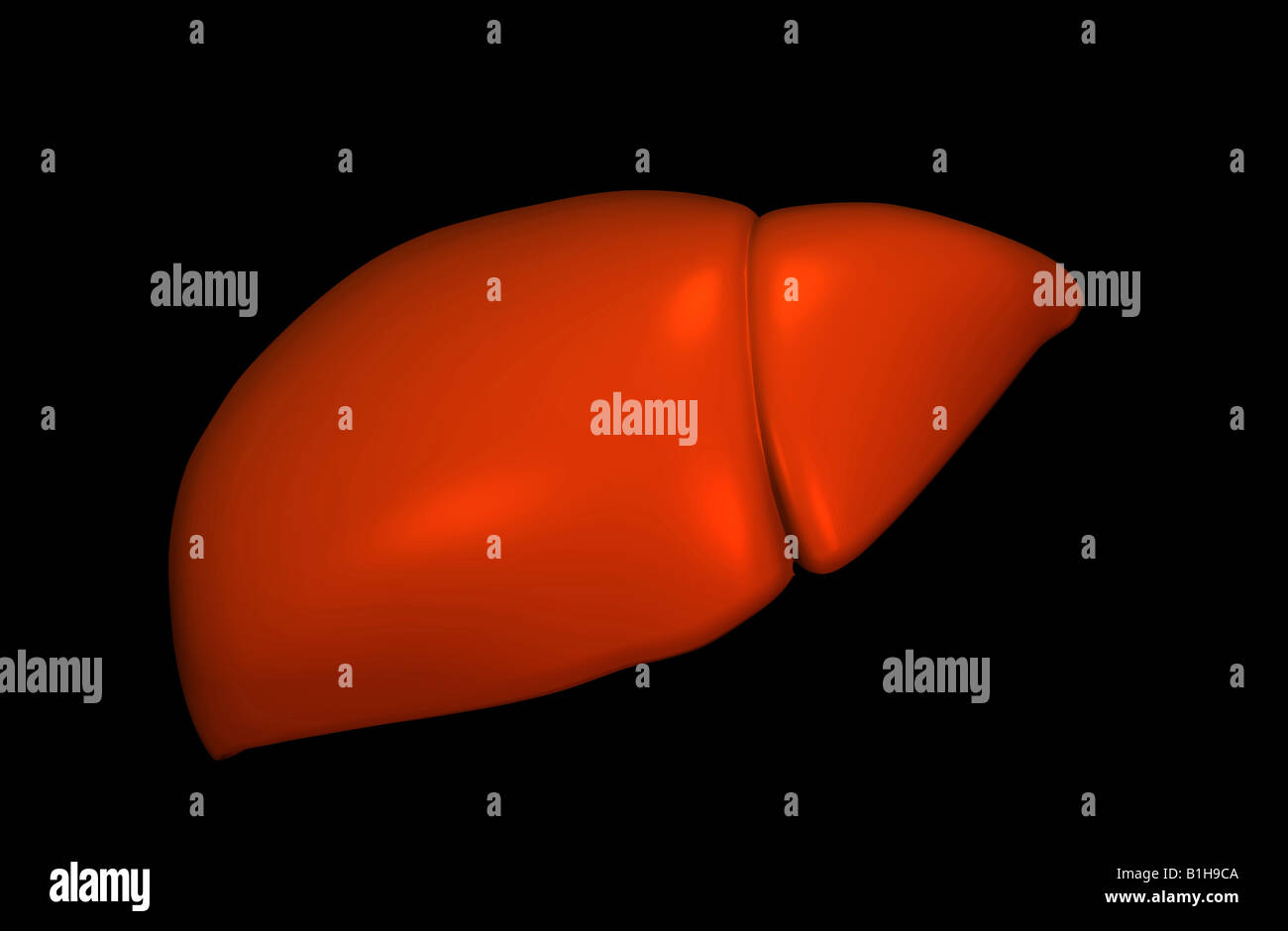 Hepatis hi-res stock photography and images - Alamy