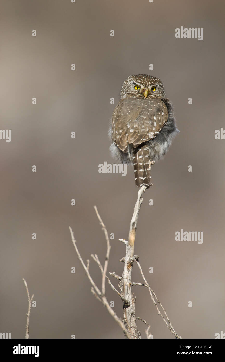 Northern pygmy owl Stock Photo - Alamy