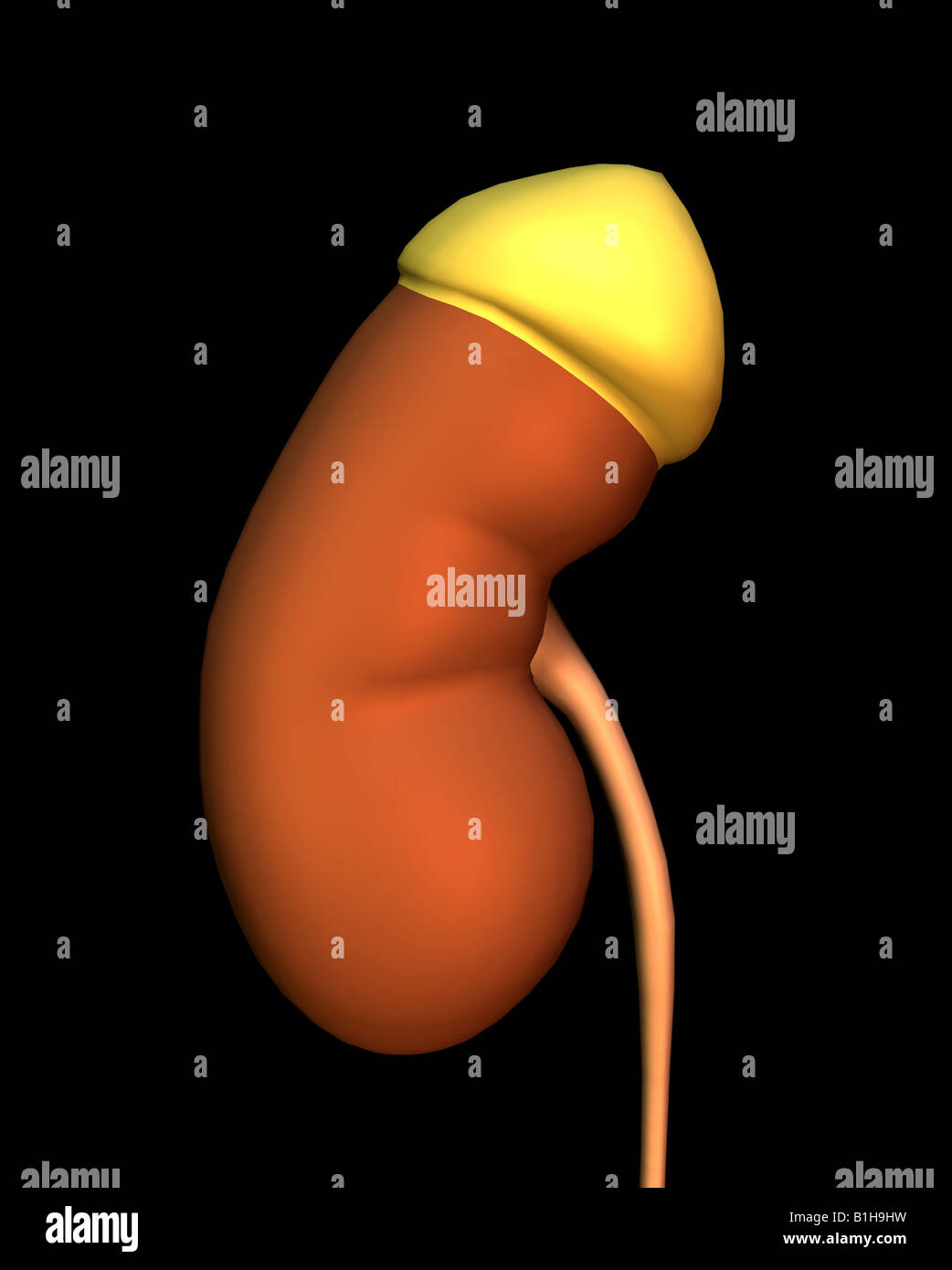 Child Kidney High Resolution Stock Photography and Images - Alamy