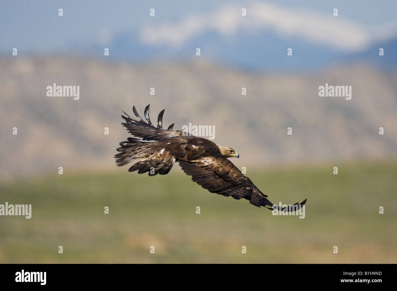 Golden eagle in flight Stock Photo - Alamy