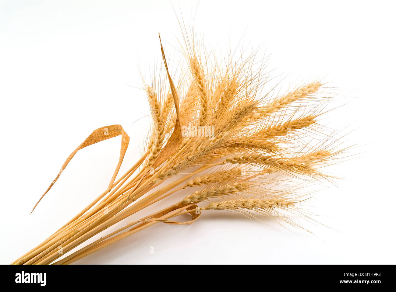 Bundle of Wheat isolated on white Stock Photo - Alamy