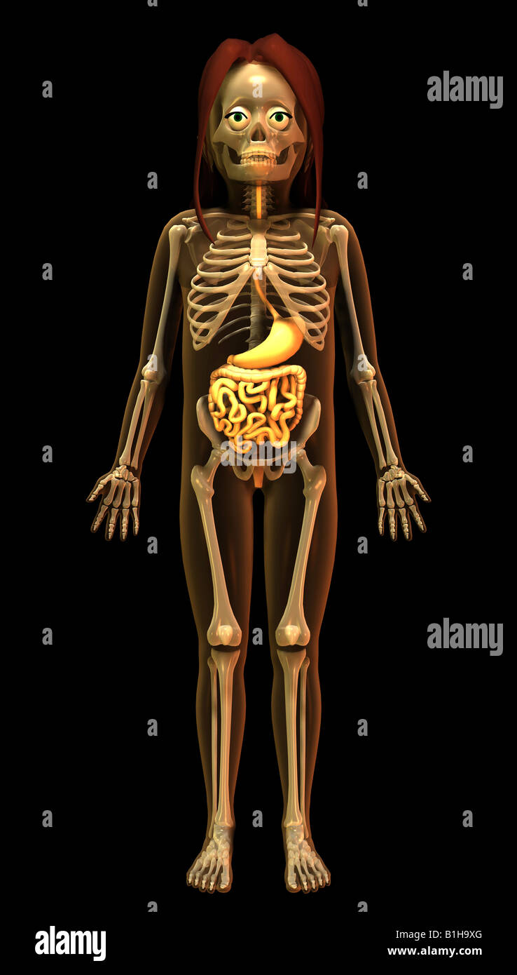 Female intestinal anatomy hi-res stock photography and images - Alamy