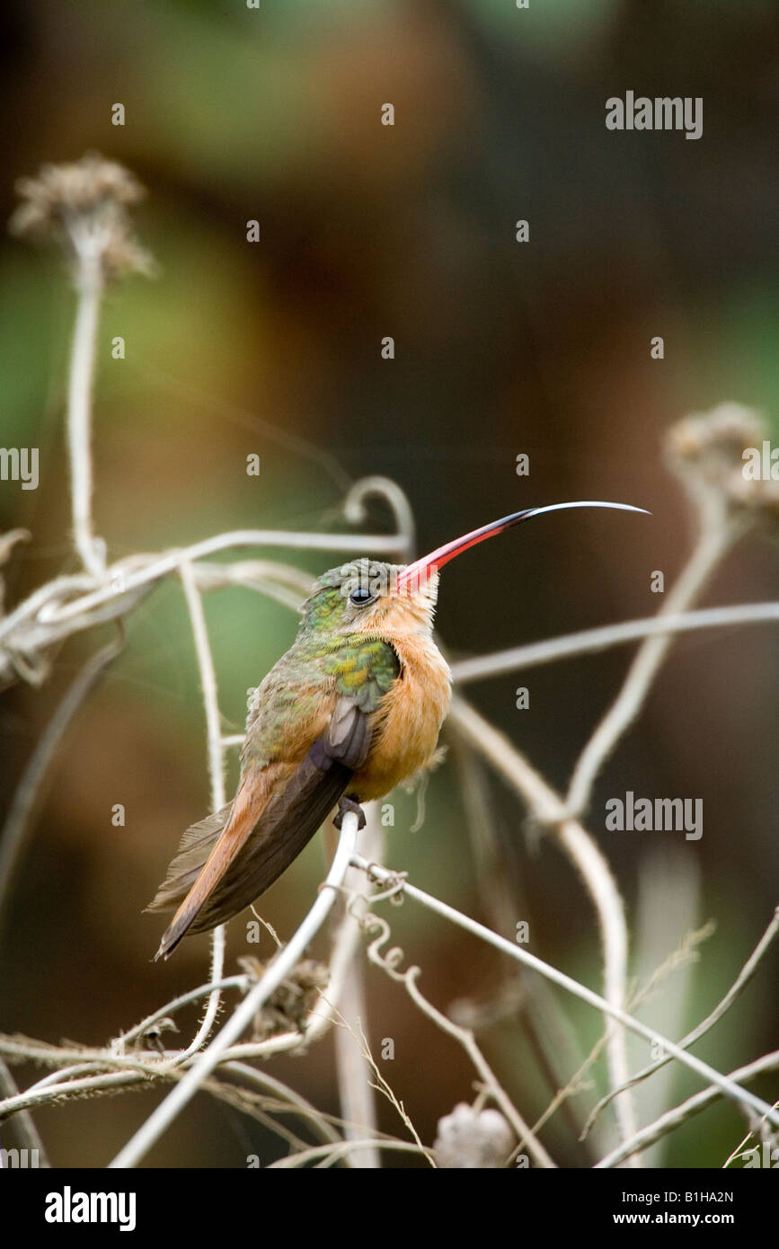 Cinnamon Hummingbird Amazilia rutila Stock Photo - Alamy