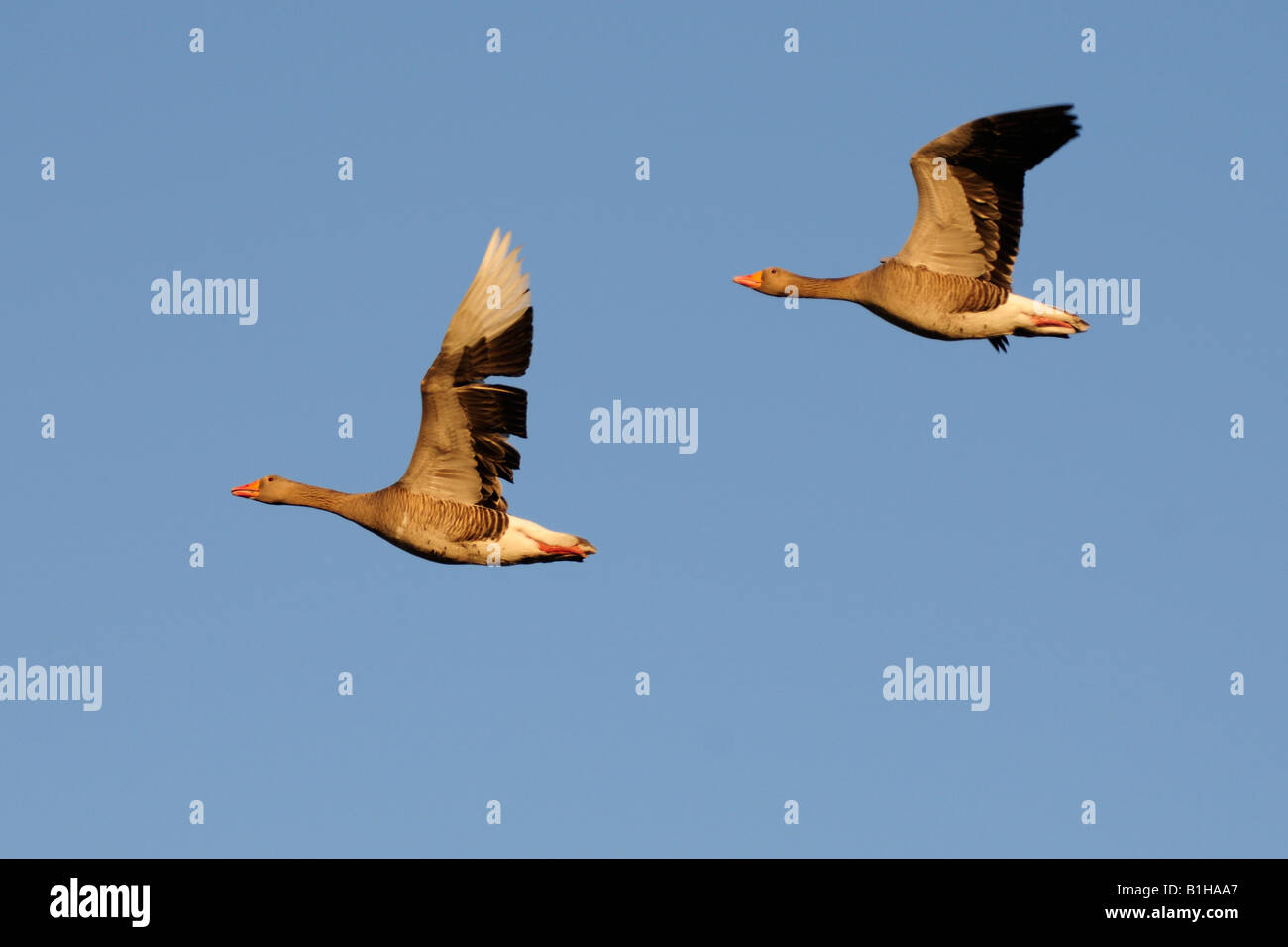 Greylag geese in flight Stock Photo - Alamy