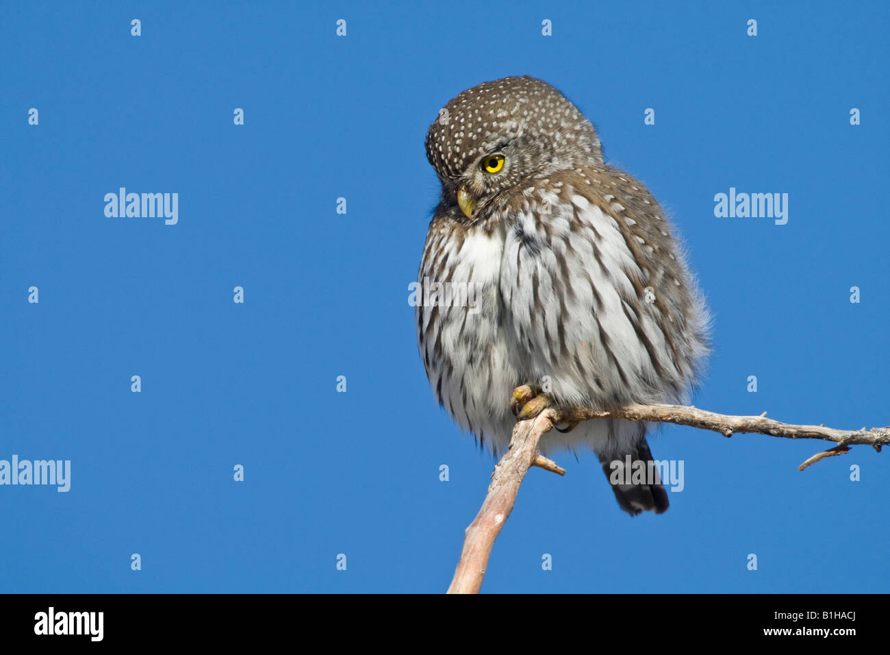 Northern pygmy owl hunt hi-res stock photography and images - Alamy
