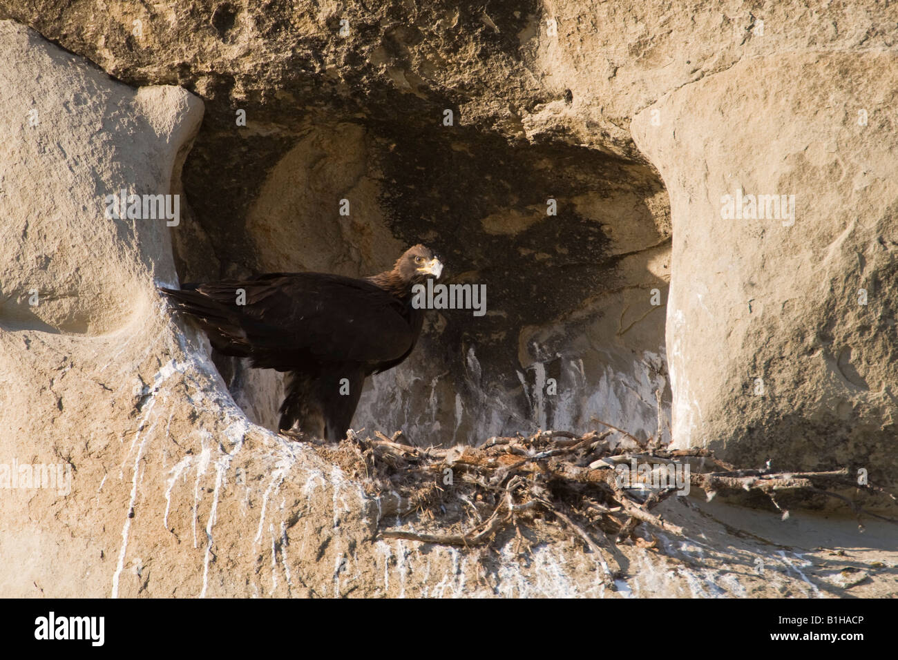 Young golden eagle at nest Stock Photo - Alamy