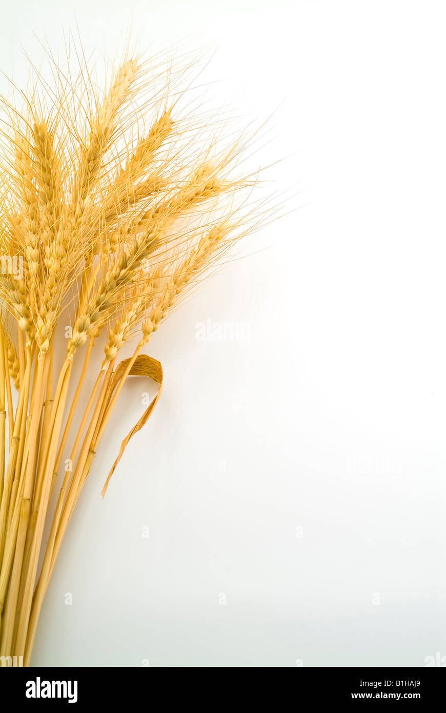 Bundle of Wheat isolated on white Stock Photo - Alamy