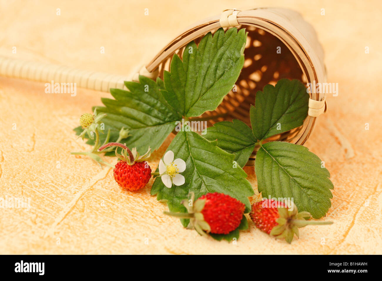 Fragaria vesca strawberry leaves herb hi-res stock photography and ...