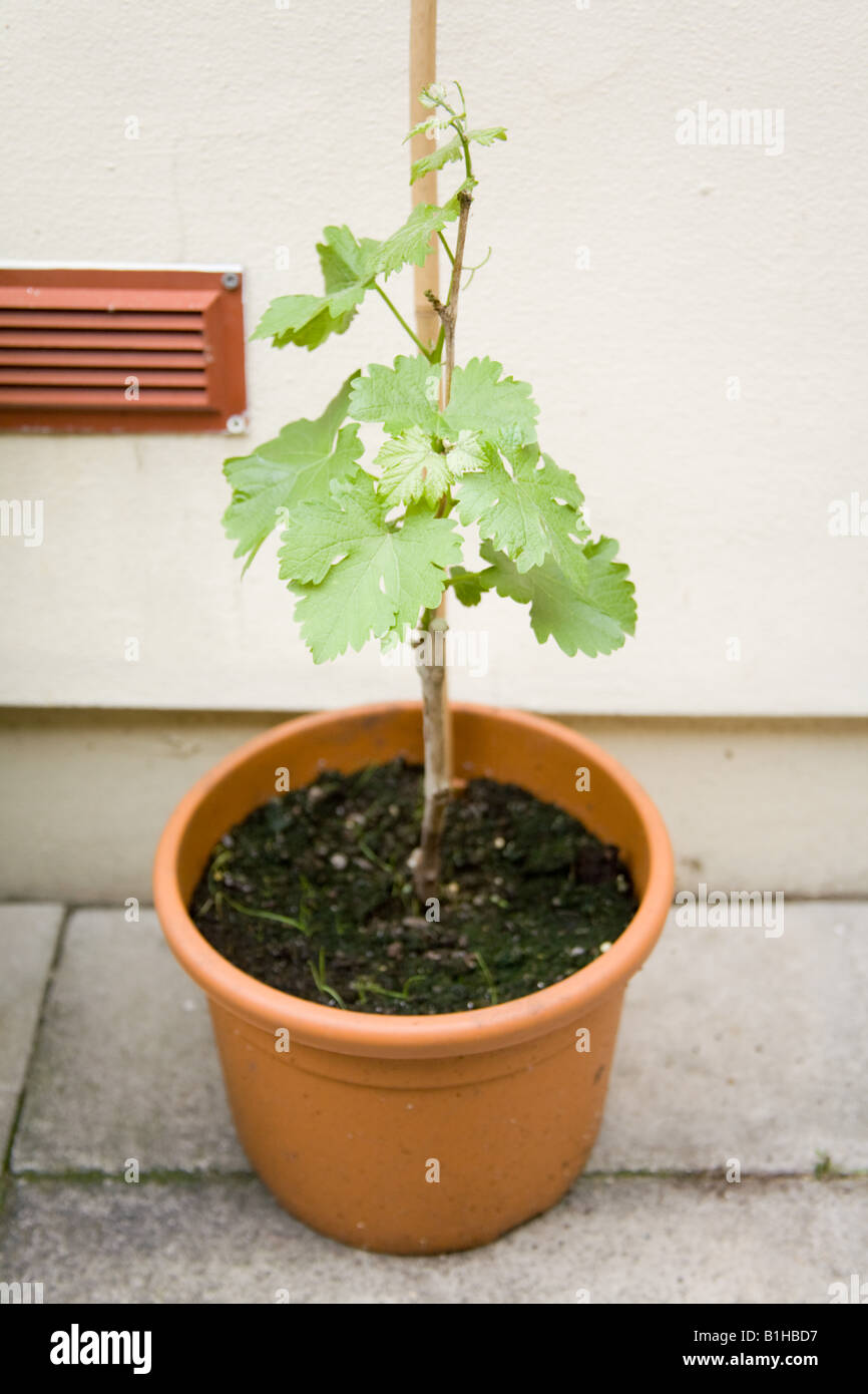Potted grape vine (Seyval Blanc) on a patio London England Stock Photo ...