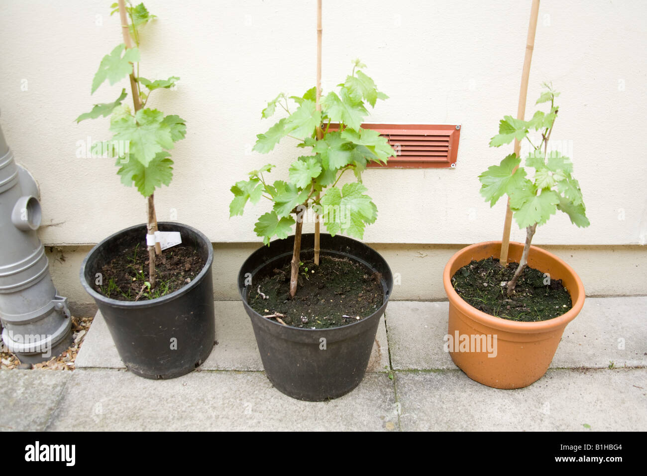 Potted grape vines (Seyval Blanc) on a patio London England Stock Photo ...