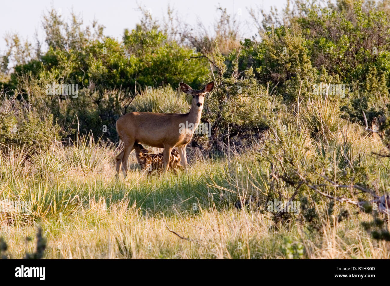 Fawns eating hi-res stock photography and images - Alamy