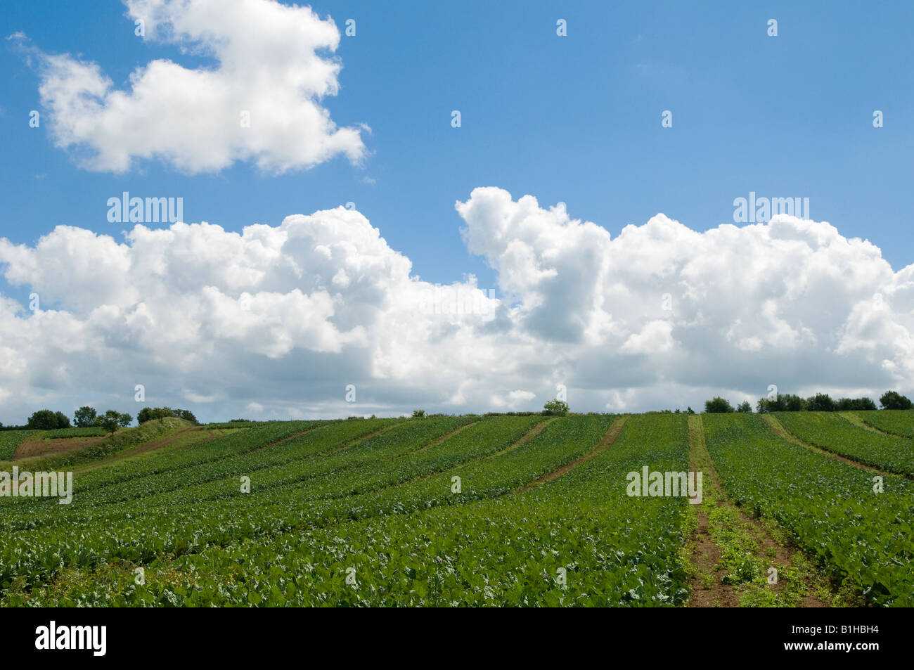 A field of green crops, Cornwall, UK against a blue sky with fluffy ...