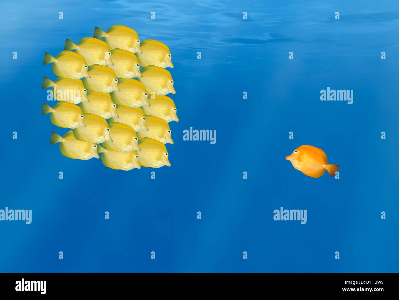 Group of Fish facing single fish Stock Photo - Alamy