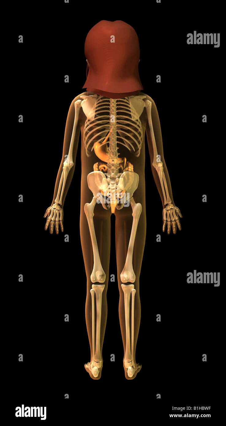 Female intestinal anatomy hi-res stock photography and images - Alamy